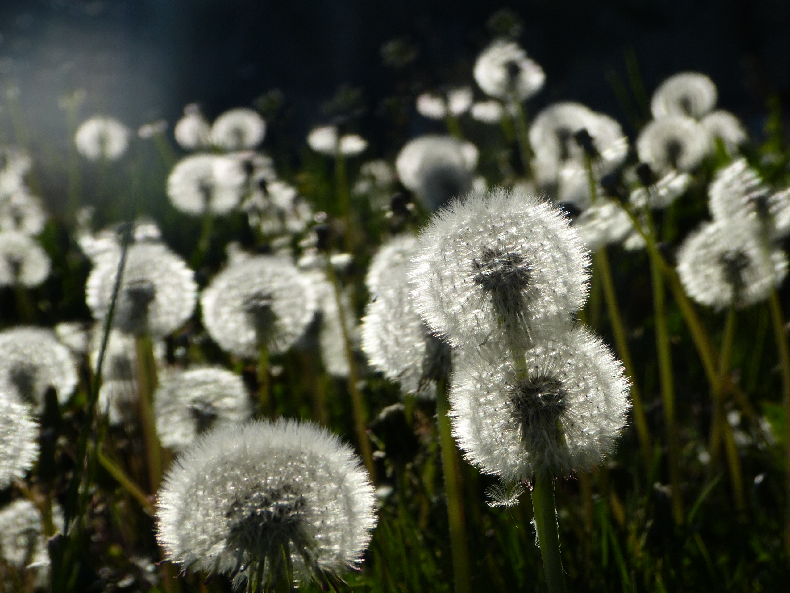 Fete de la musique - La Bergerie de Soffin